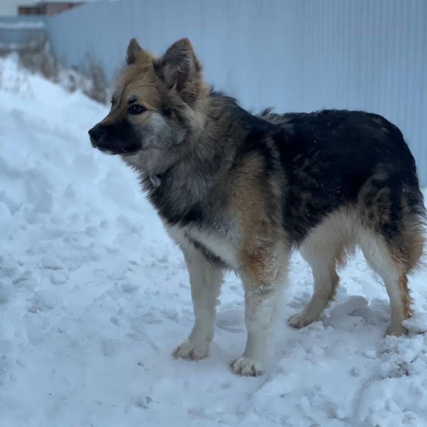 Пальма хочет домой