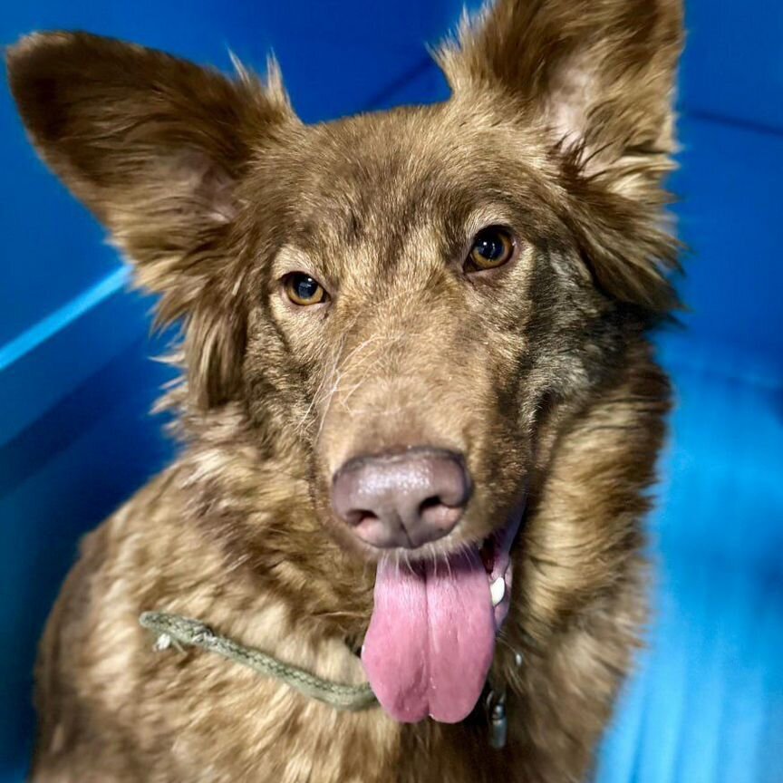 Изольда ждет вас на смотрины