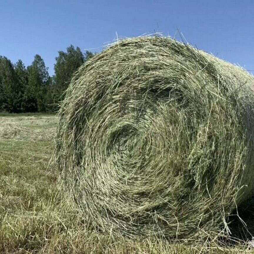 Сено