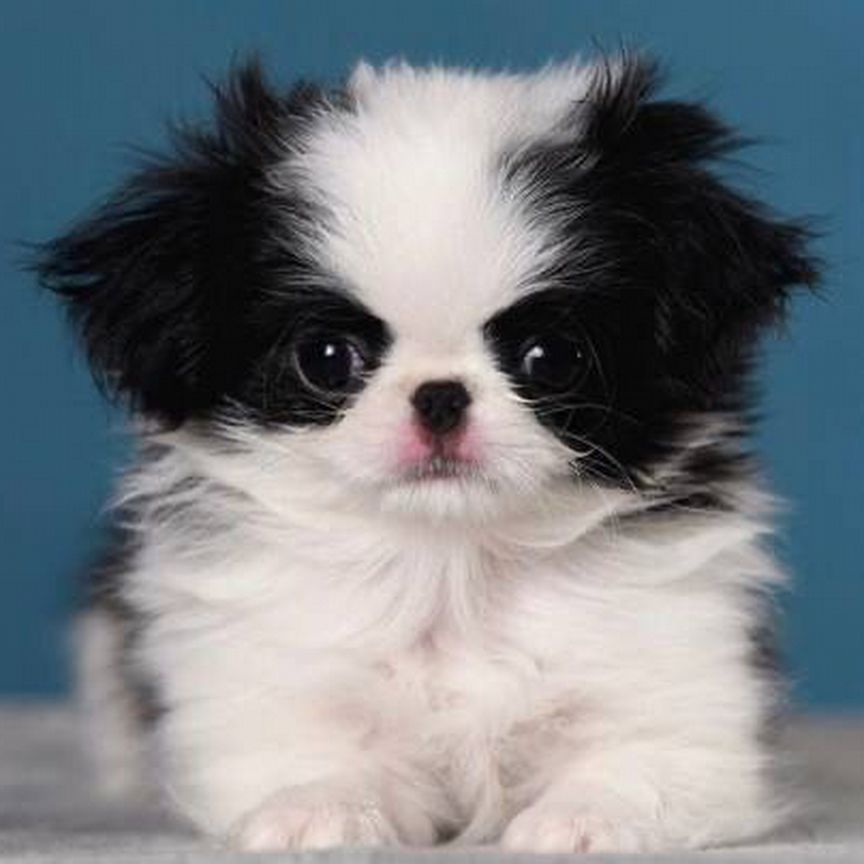 Японский хин, щенок