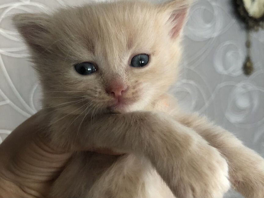 Котятки ребятки