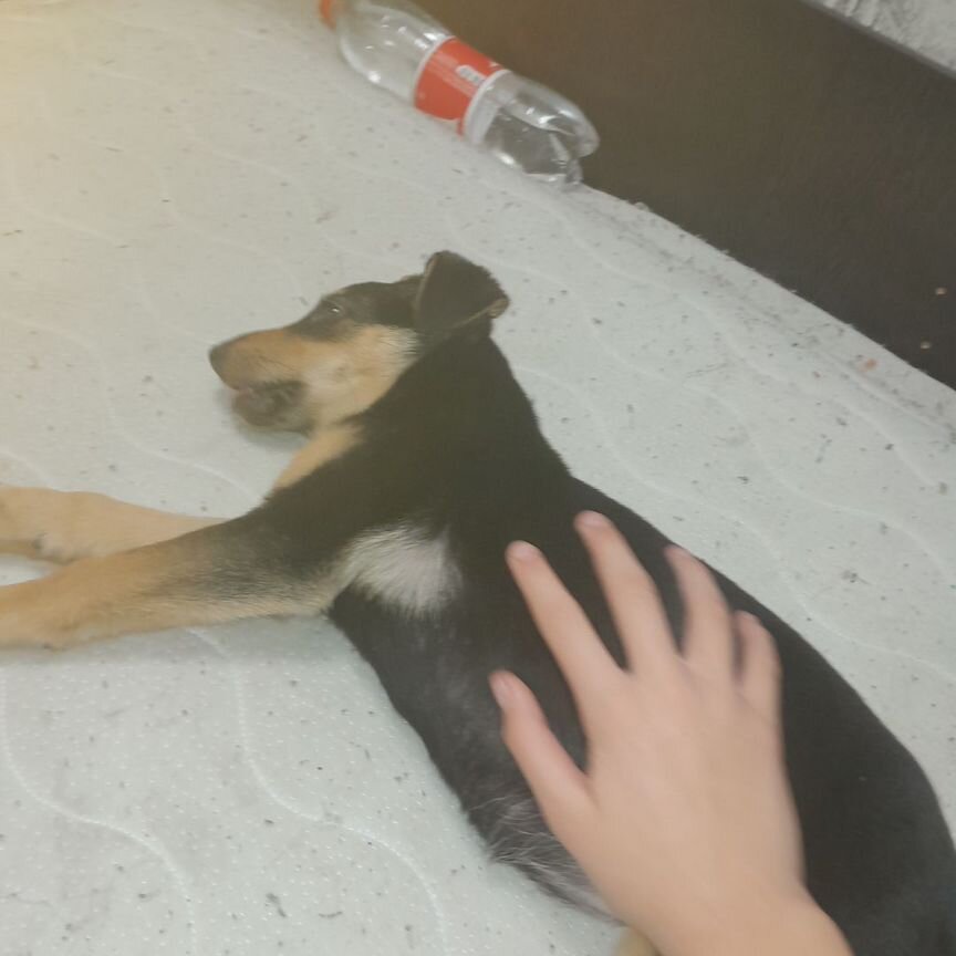 Щенок ягдтерьера