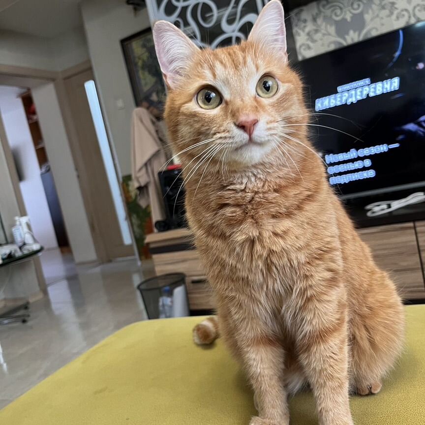 Рыжий котик в добрые руки