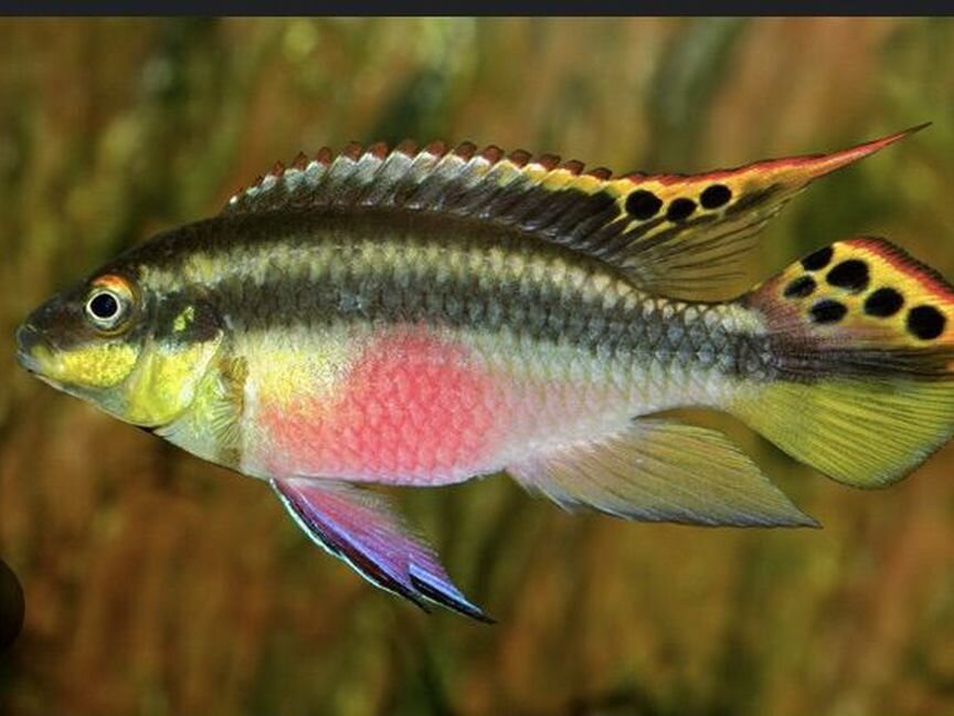 Аквариумные рыбки Пельвикахромис
