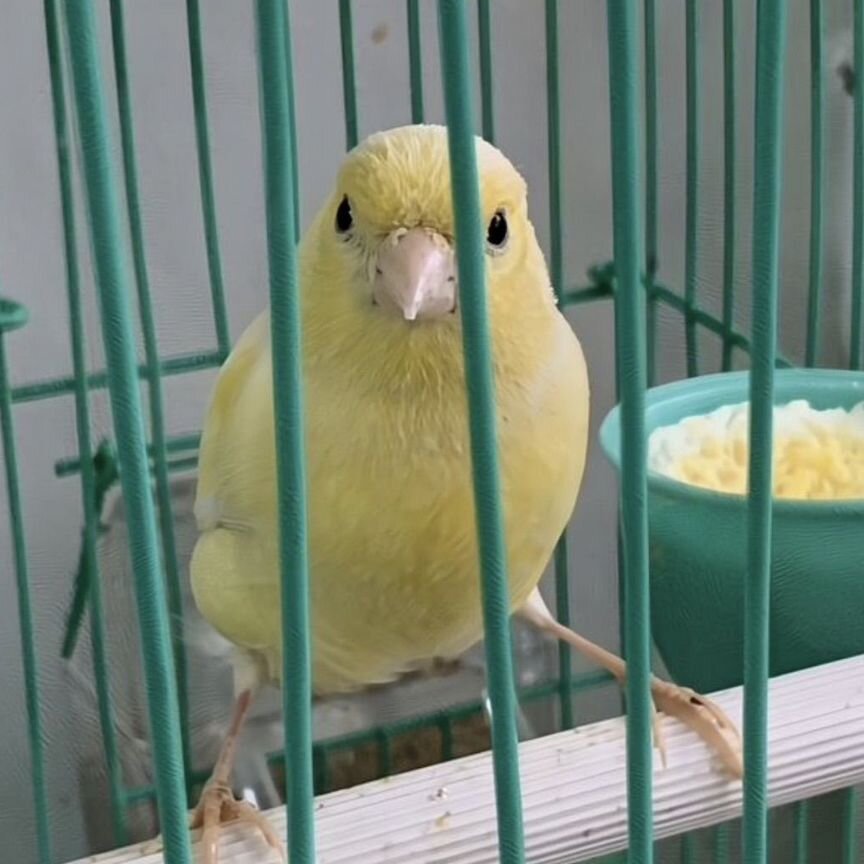 Канарейка