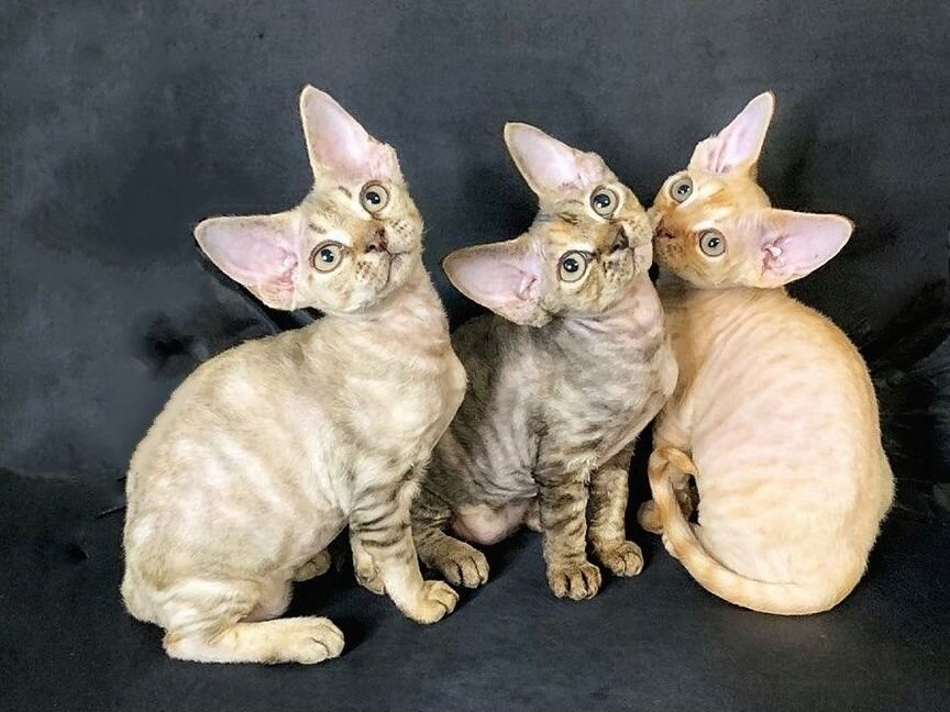 Котята девон-рекс