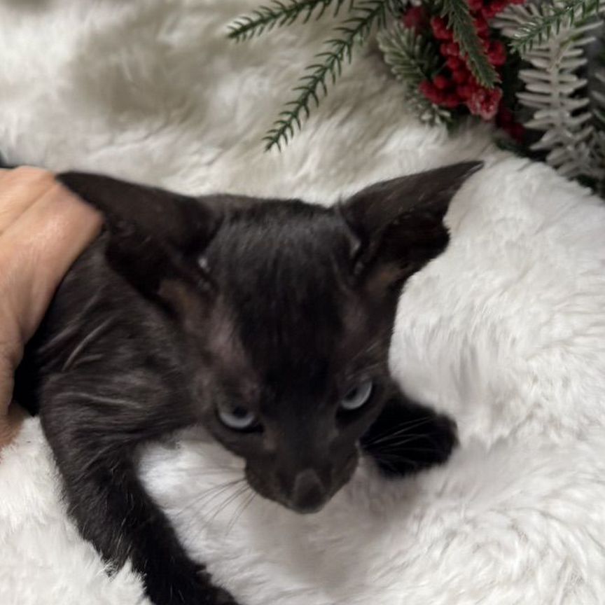 Ориентальный котёнок