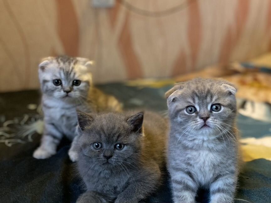 Котята шотландские плюшевые