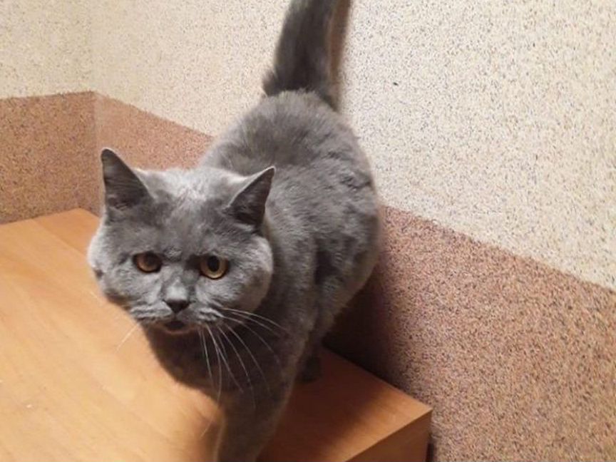 Милая кошечка-порода вынуждена быть мышеловкой