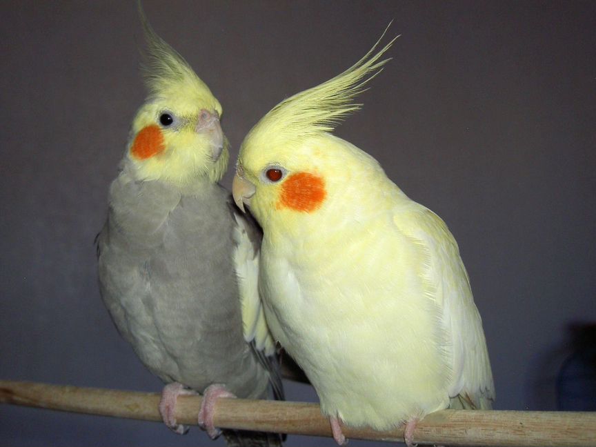 Попугай Корелла