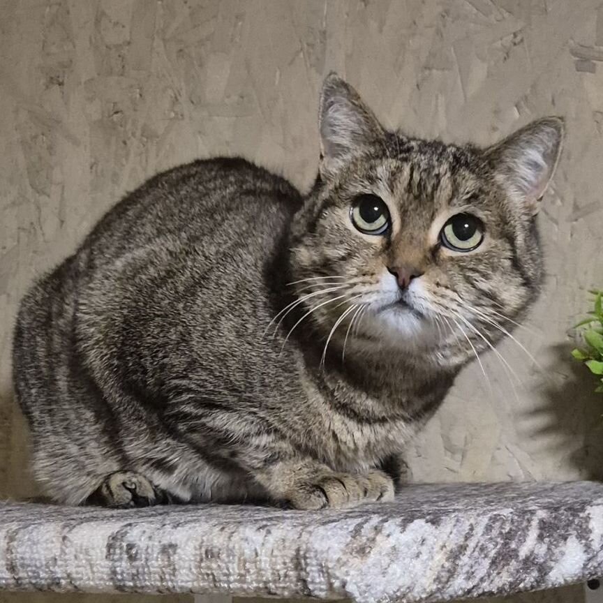 Взрослая кошка в добрые руки