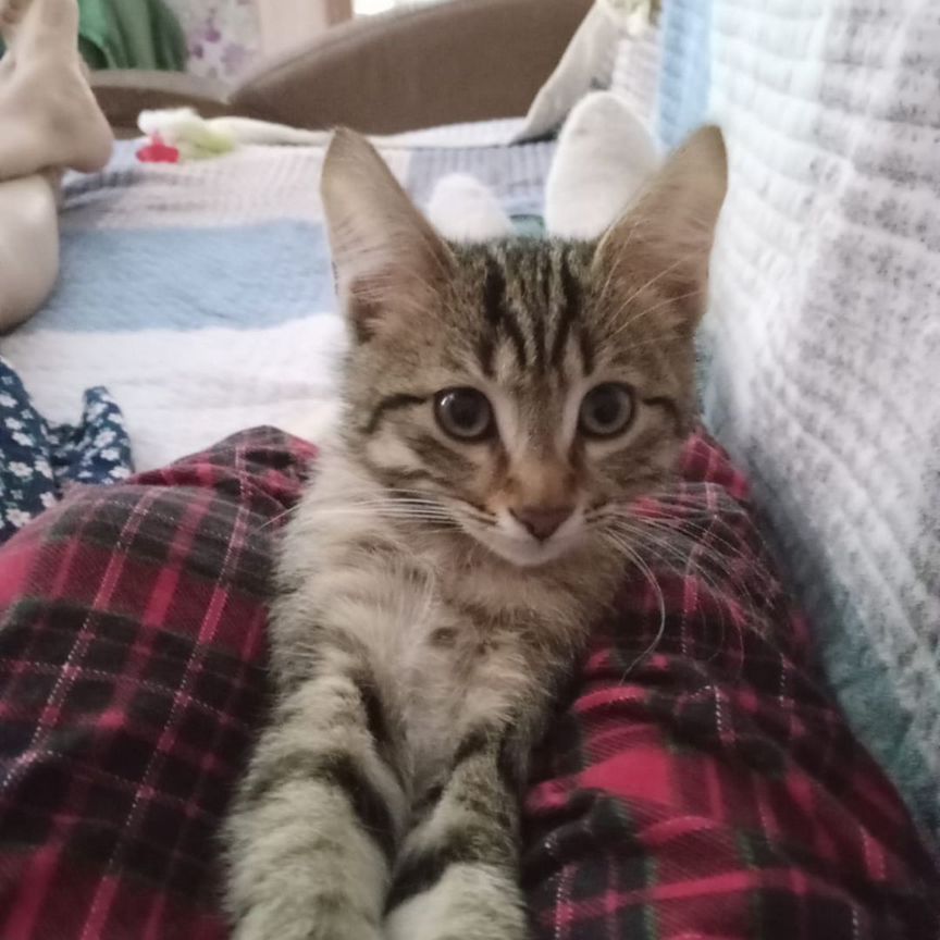Кот. 3 месяца