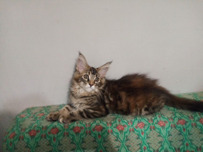 Котята мейн-кун