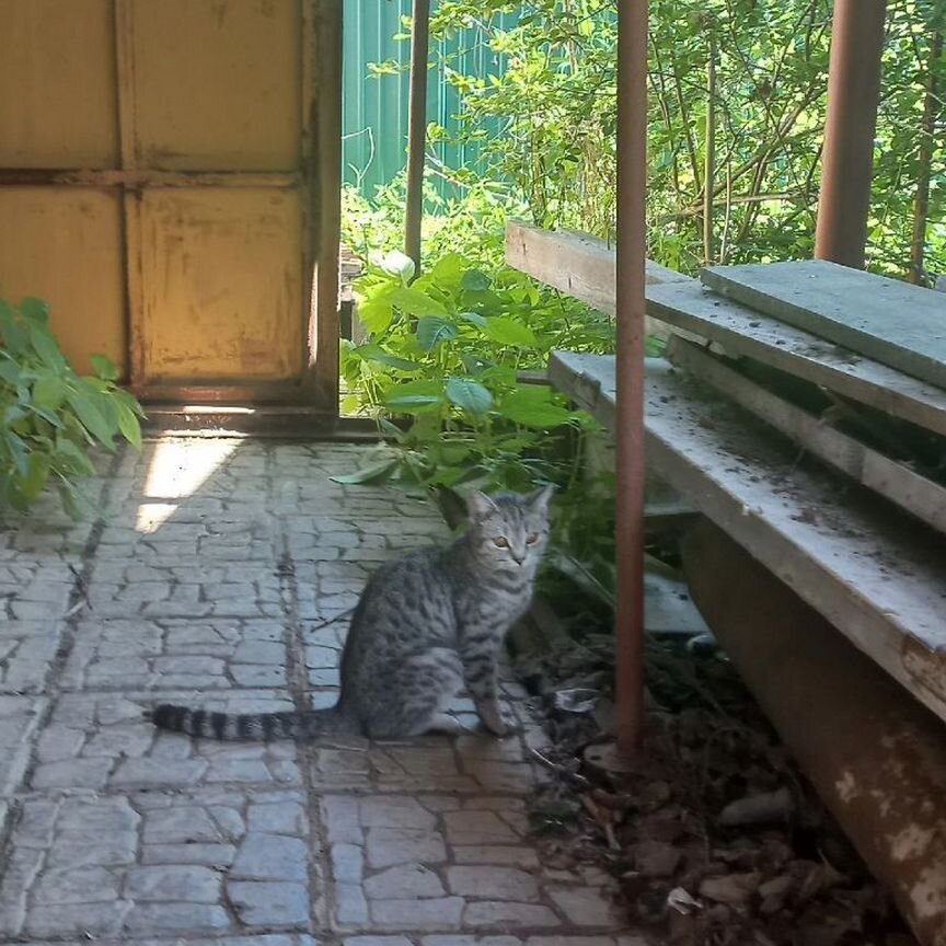 Отдам в добрые руки молодую кошечку-мышеловку