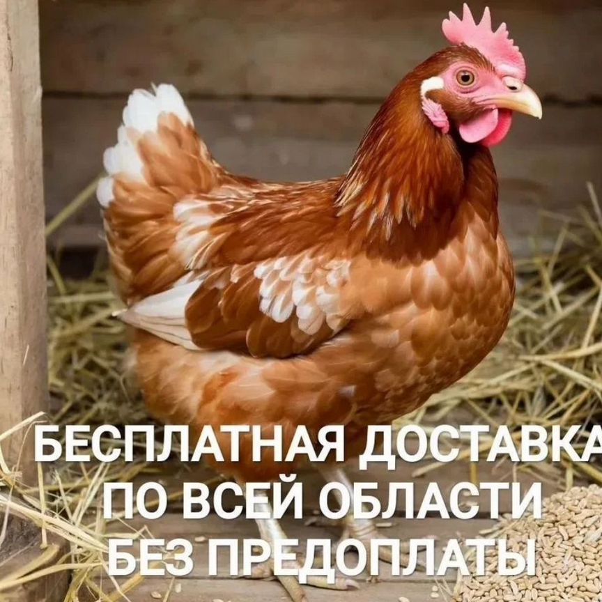 Куры-несушки доставка в Дзержинск