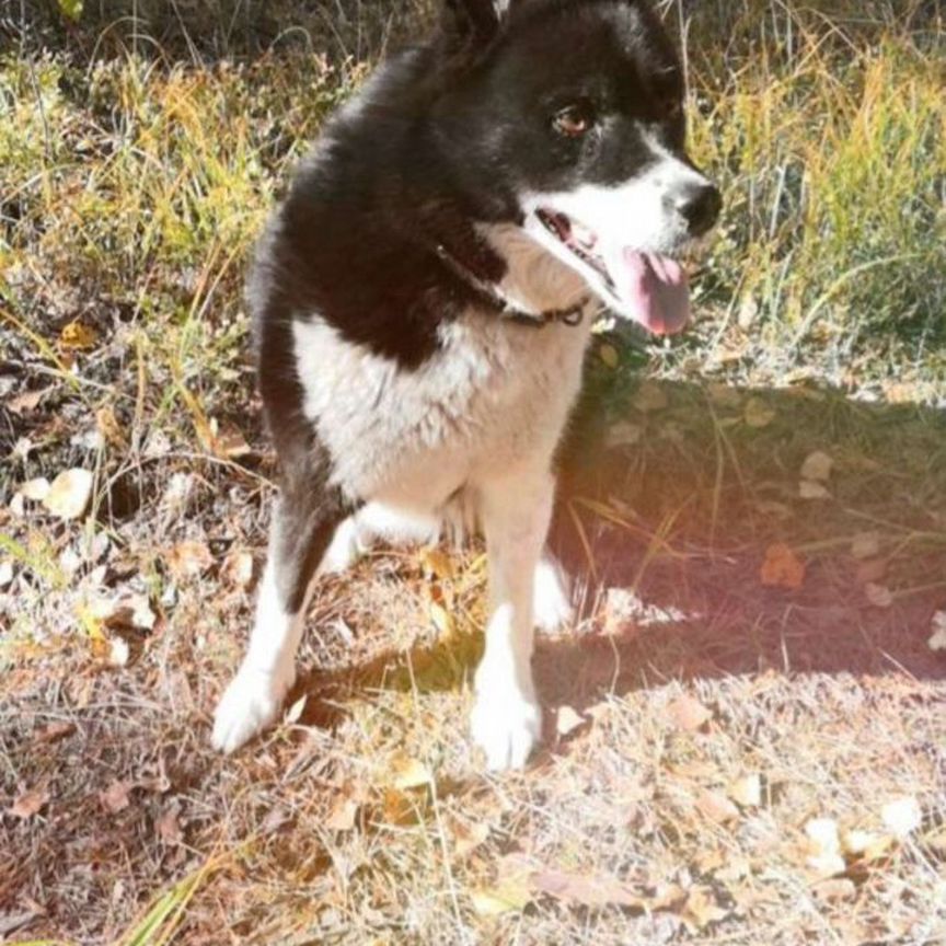 Щенок (мальчик) руско европейской лайки