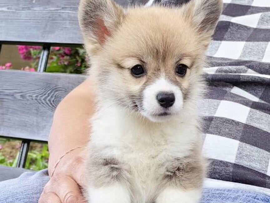 Лапушка. Девочка 4. Вeльш Kоpги Пeмброк