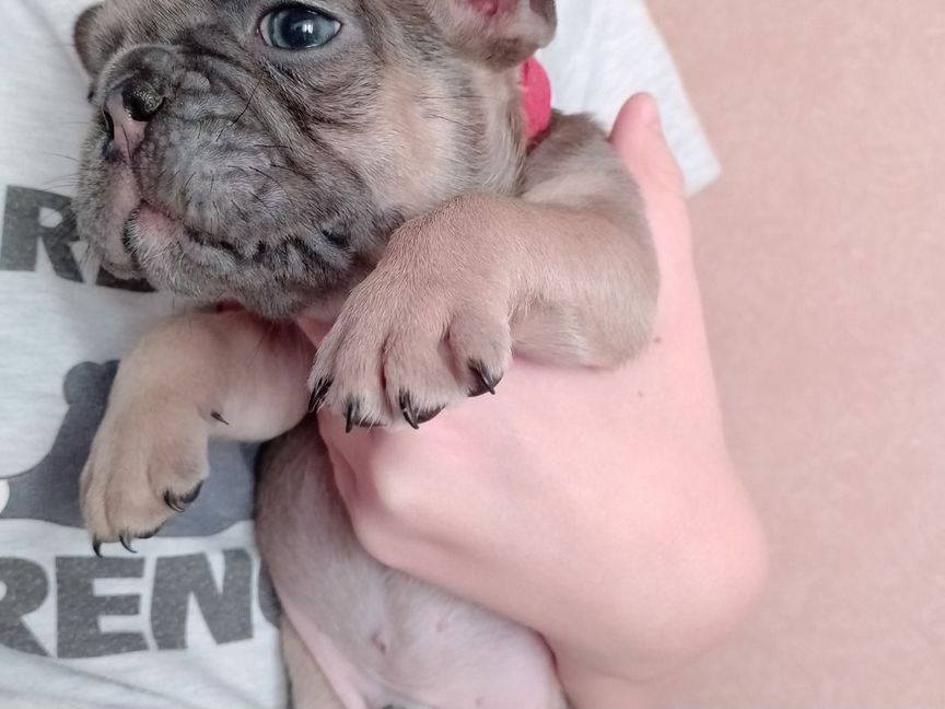 Французский бульдог