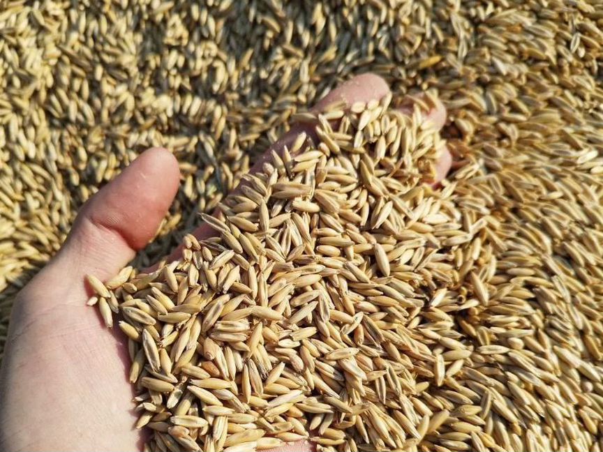 Кормовой овёс, Просо на корм