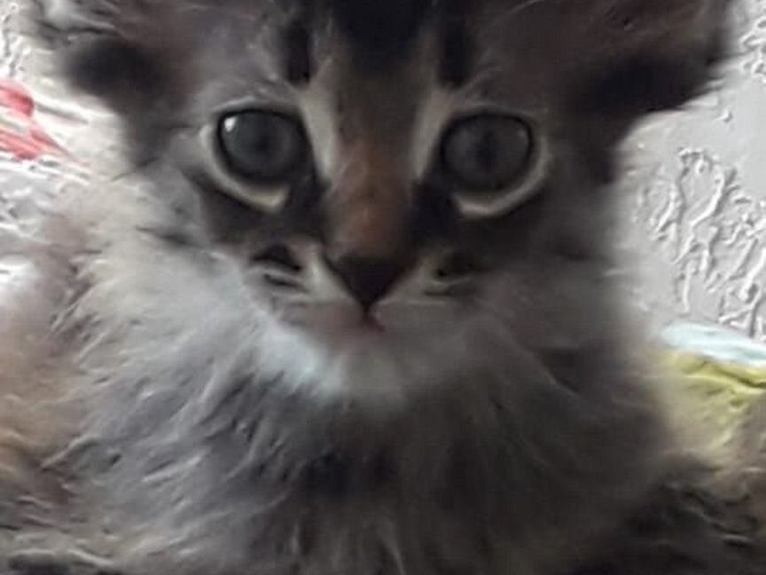 Котенок 2 месяца мальчик