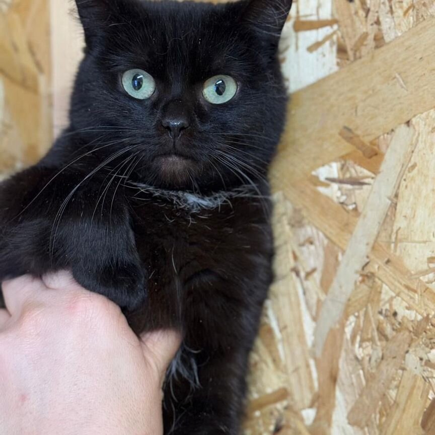 Вуаль ищет дом