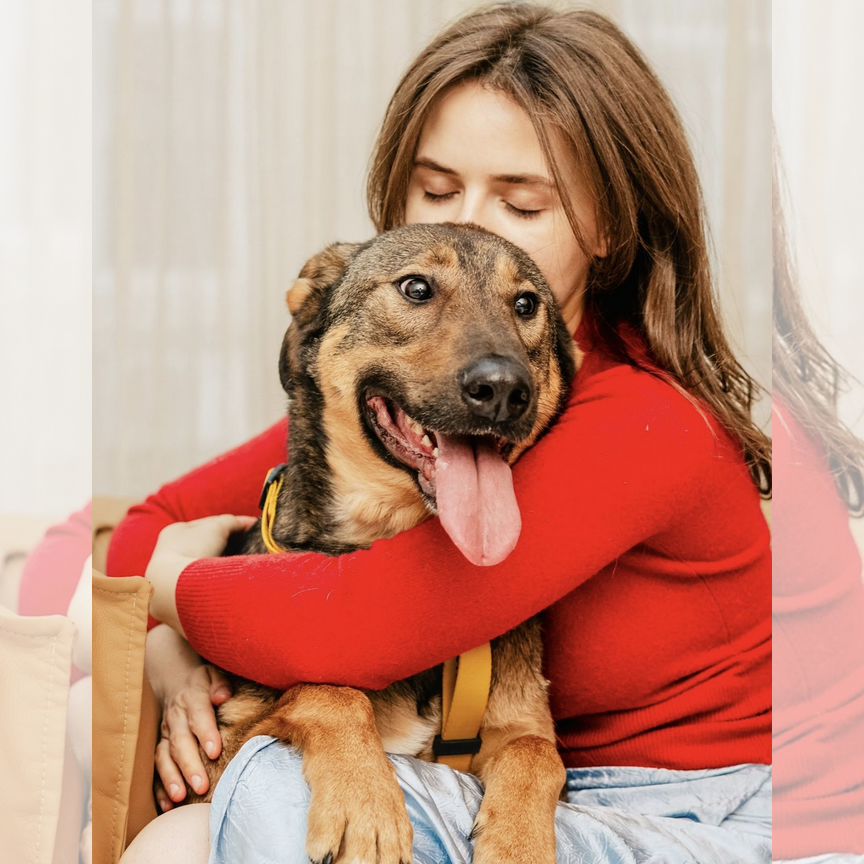 Немецкая овчарка, взрослая собака