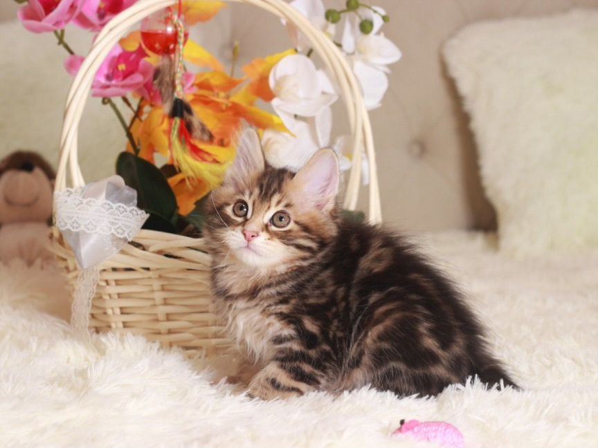 Котята курильский бобтейл