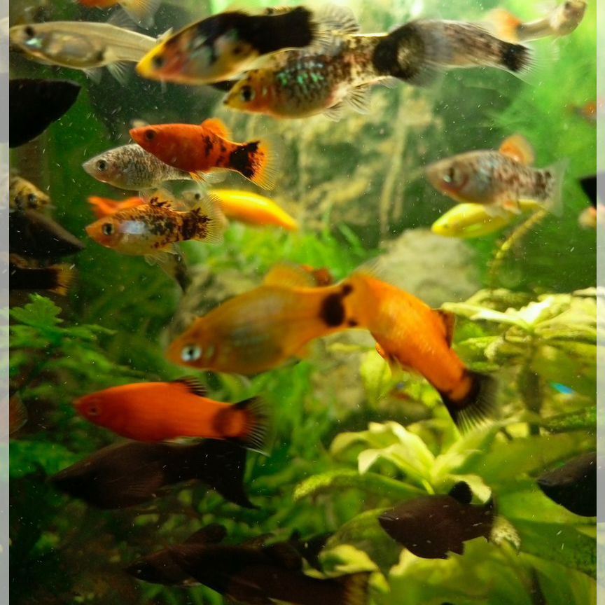 Пицилии, молинезии, гуппи