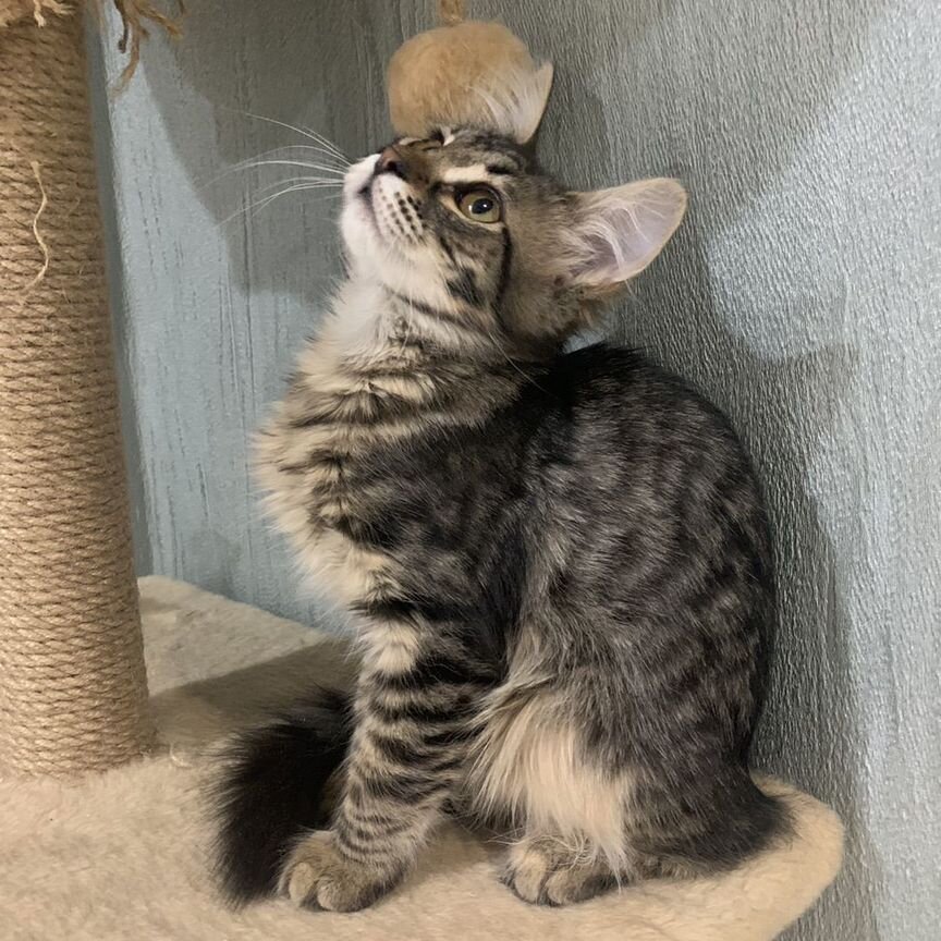 Кошечка Люси ищет пап и мам