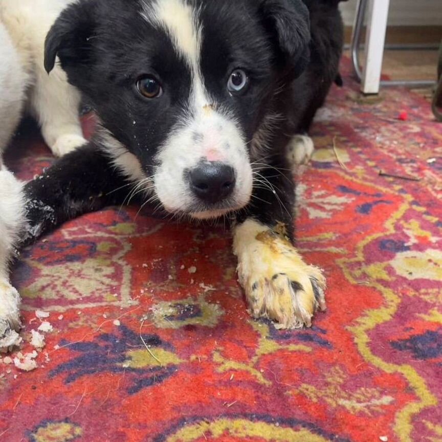 Щенки бесплатно