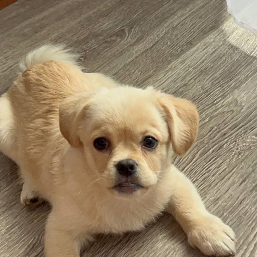 Отдам собаку в добрые руки мальтипу