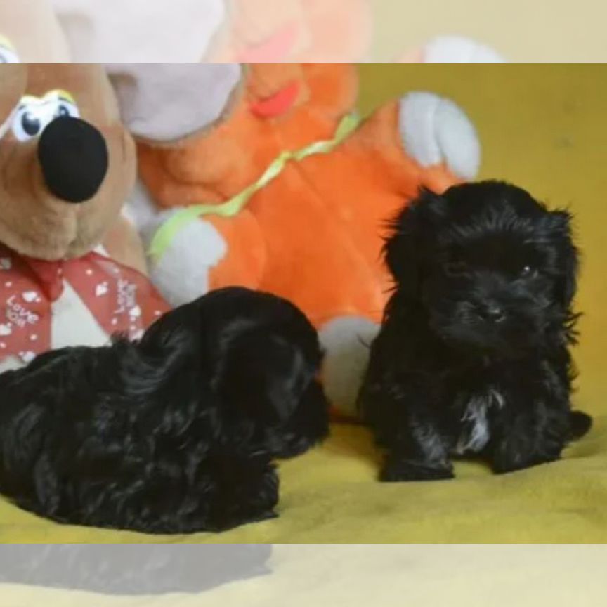 Болоньез, щенок