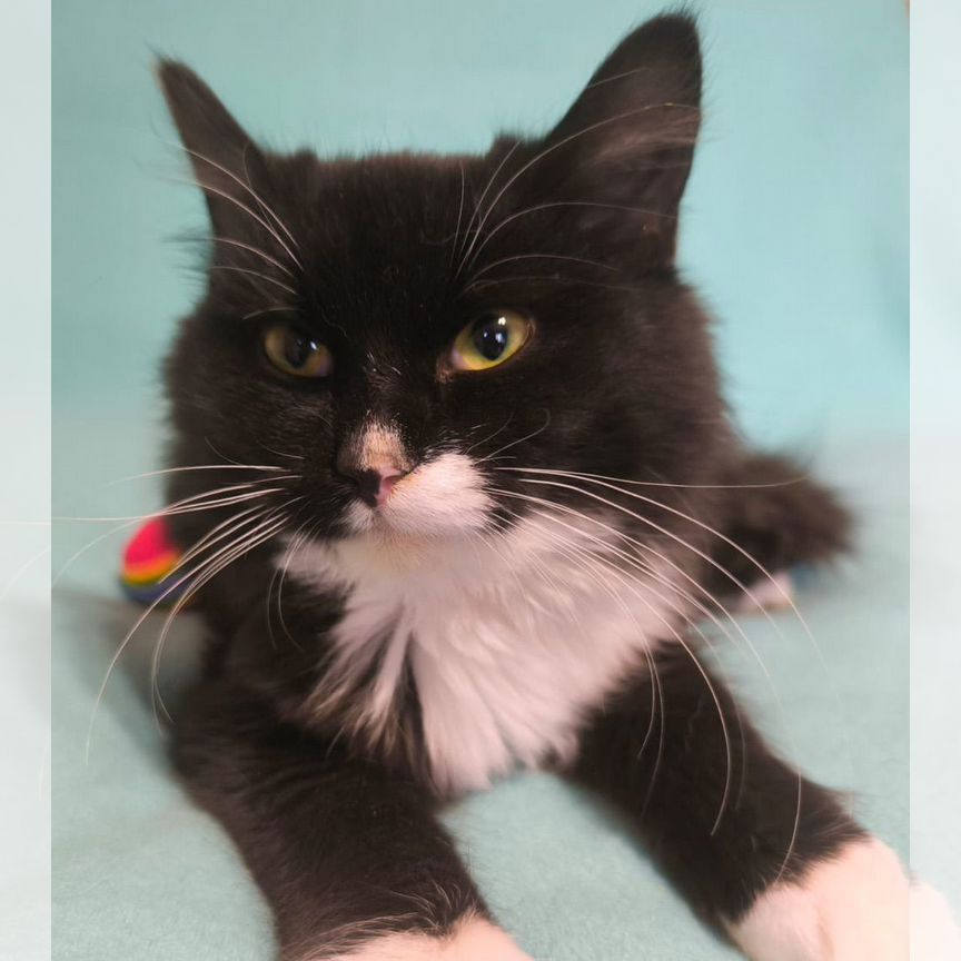 Котёнок в добрые руки