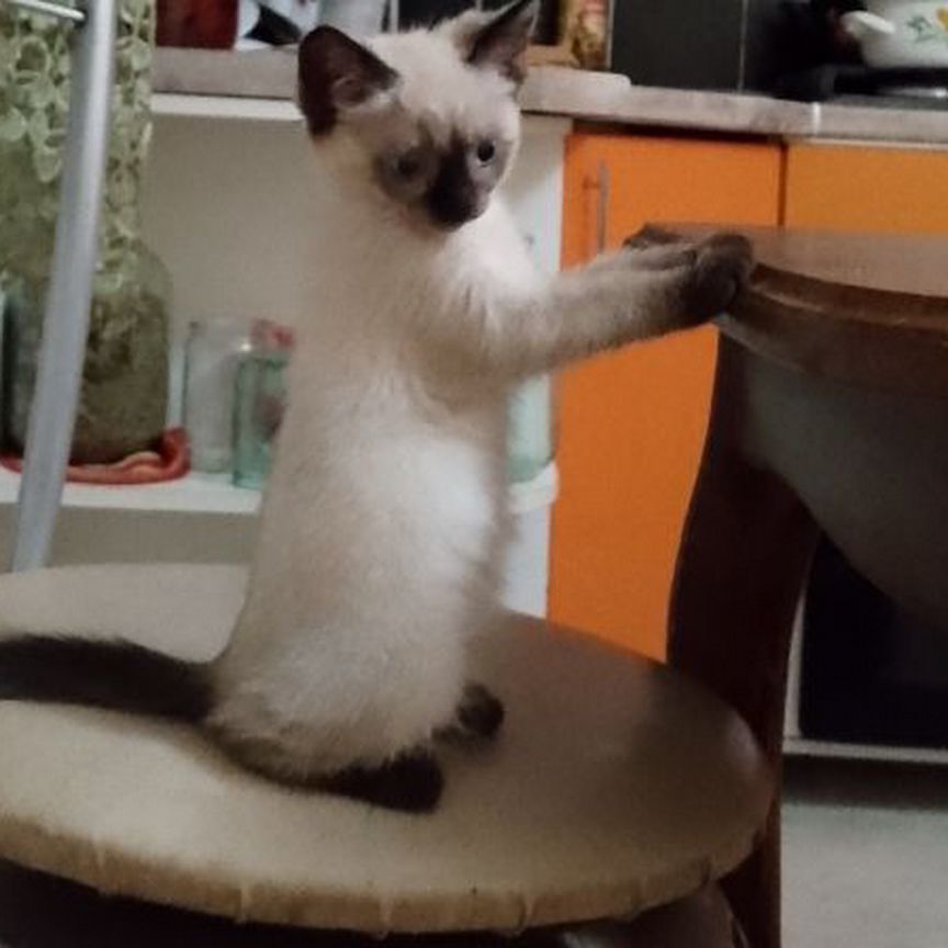 Отдам кошечку в добрые руки