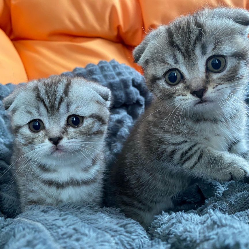 Шотландские вислоухие котята девочки