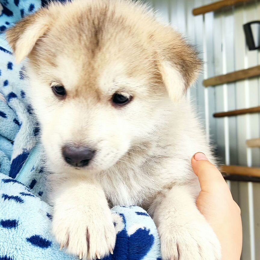 Отдам смесь хаски