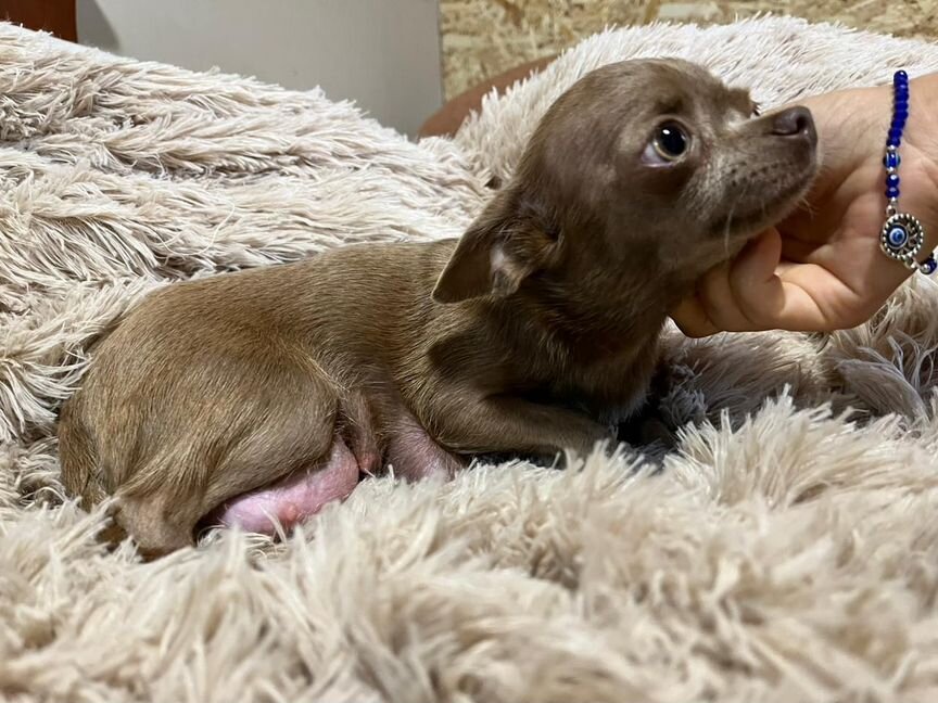 Щенки чихуахуа