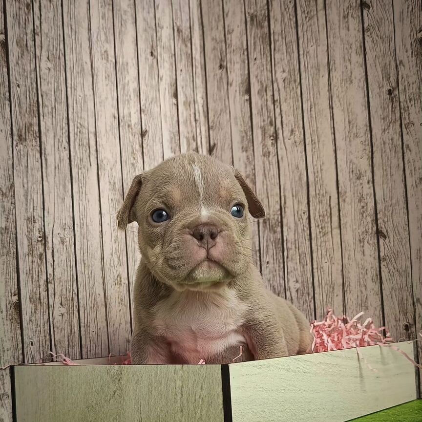 Булли малыши