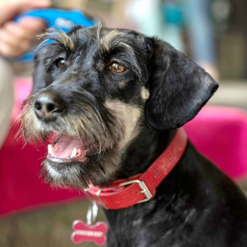 Очаровательна Мальвинка ищет дом