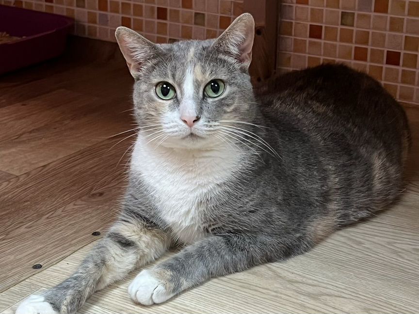 Красавица кошечка Донна 2 года