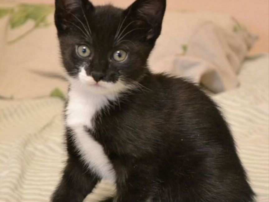 Удивительный котенок, девочка