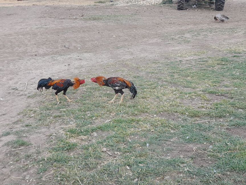 Цыплята и петушки бойцовского бойцовской погоды
