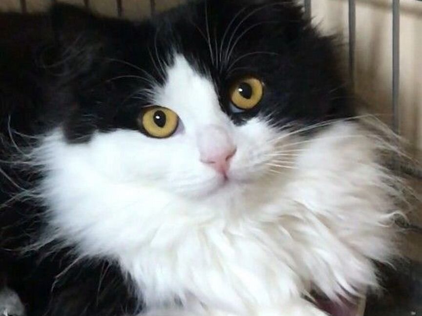 Кошка Мадлен