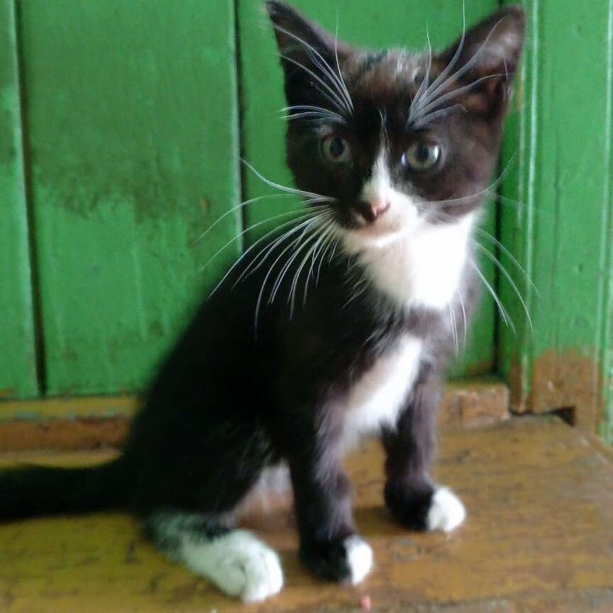 Котёнок в добрые руки
