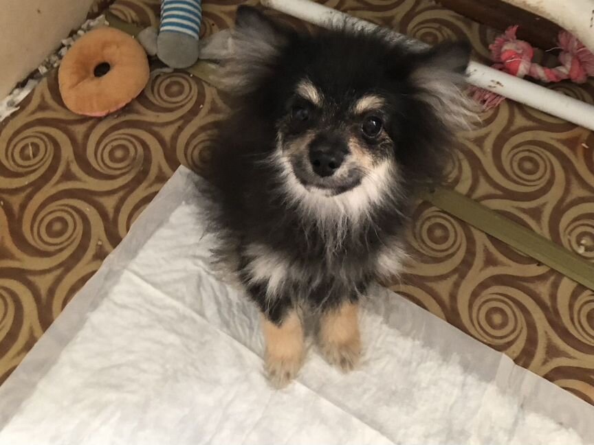 Щенки померанского шпица