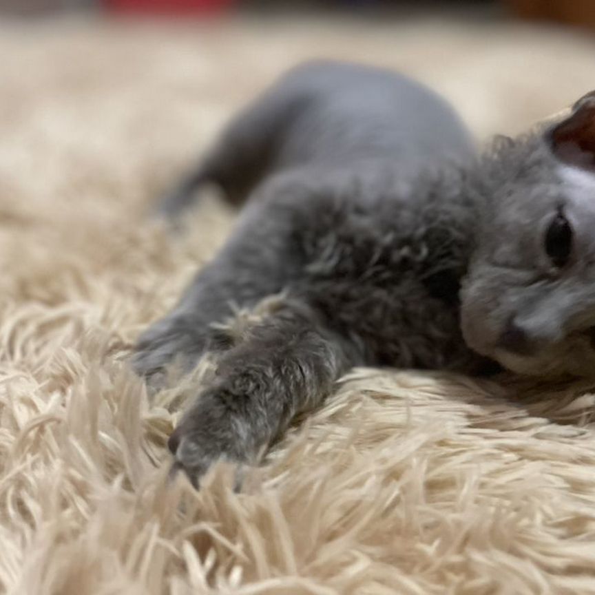 Канадский сфинкс котенок