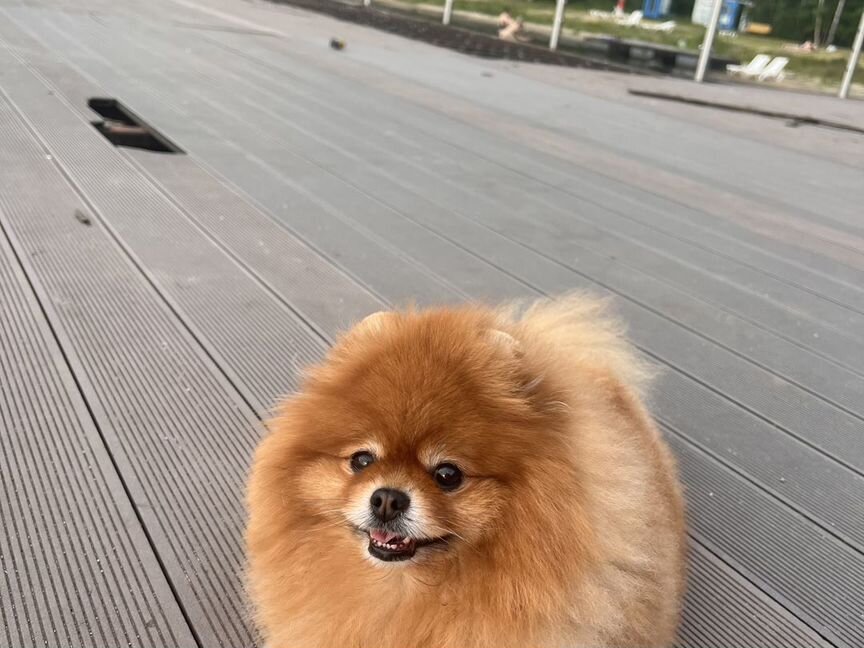 Продам шпица