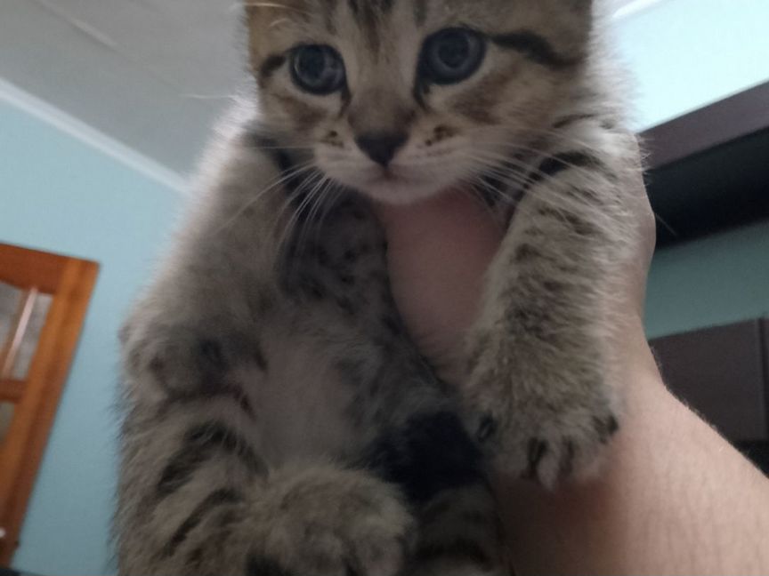 Продаются котята