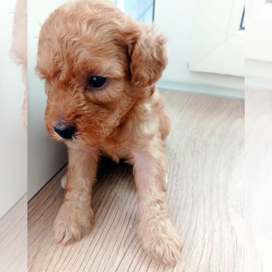 Шикарные щенки пуделя