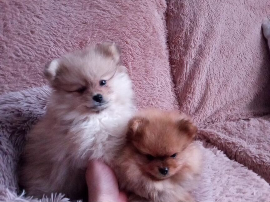 Щенки шпица мини мишка